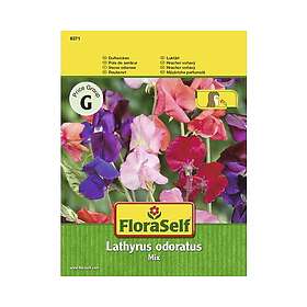 FloraSelf Blomfrö Lathyrus Luktärt Mix, Från 30 kr