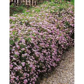 Piardino Buske Praktspirea Rosa Vitrosa 3-Pack - Hitta bästa pris på ...