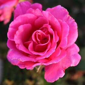 Budde Storblommig Buskros Prinsessa Alexandra Rosa "Prinsessa Alexandra ...