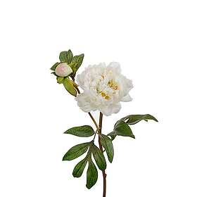 Fröken Fräken Konstväxt Pion Vit/Rosa Kvist 3436-21 - Hitta bästa pris ...