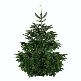 Smålandsgran Kungsgran 150-200cm - Hitta bästa pris på Prisjakt