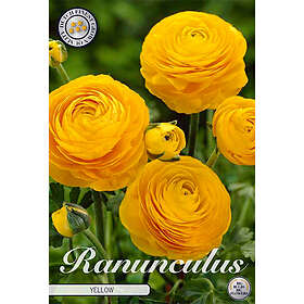 Sam van Schooten Ranunkel gul 10 st - Hitta bästa pris på Prisjakt