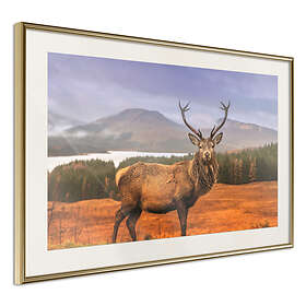 Artgeist Poster Affisch Scottish Stag [Poster] 45x30 A3-DRBPRP0122m_zr ...