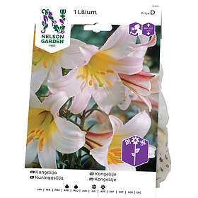 Nelson Garden Kungslilja Lilja Regale vit 73200 - Hitta bästa pris på ...