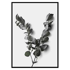 Gallerix Poster Eucalyptus No3 3433-70x100, Från 259 kr
