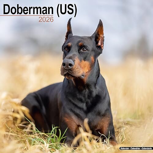 Avonside Publishing Ltd Doberman Hundras Väggkalender 2026, från 140 kr ...