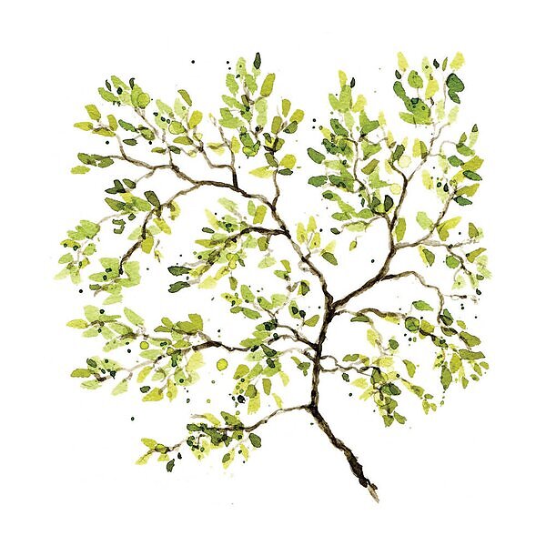 Sögne Home Serviett lunsj Forest 33cm - Sammenlign priser hos Prisjakt